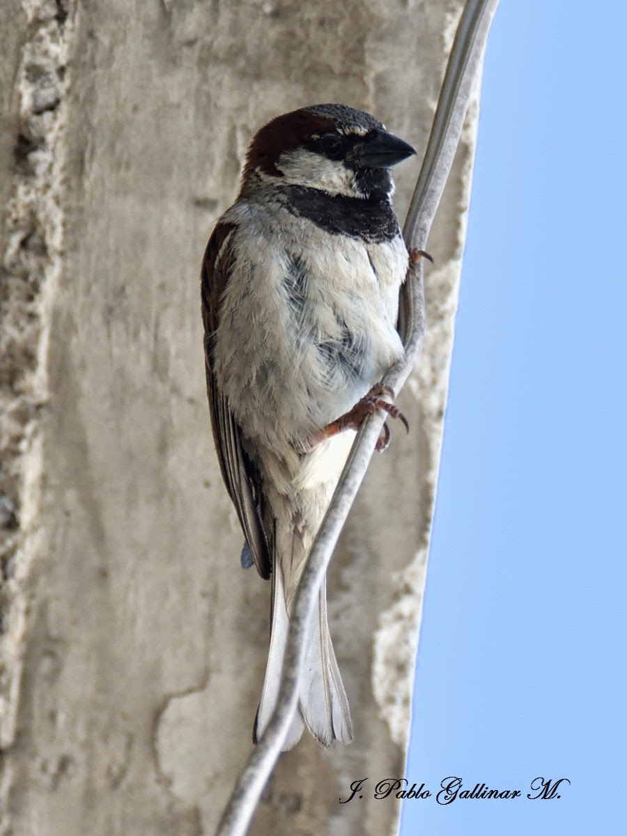 Fotocuates. . .: Pajarillo ...