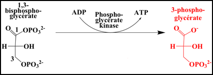 SupraMed : Biochimie Métabolique: La glycolyse