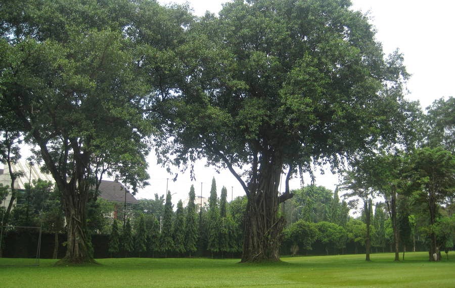GAMBAR POHON ANGSANA (PTEROCARPUS INDICUS WILLD) - Sehat Organik