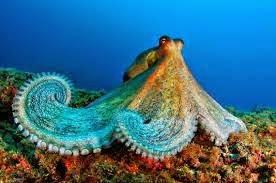 A MAGYAROK TUDÁSA: POLIPOK