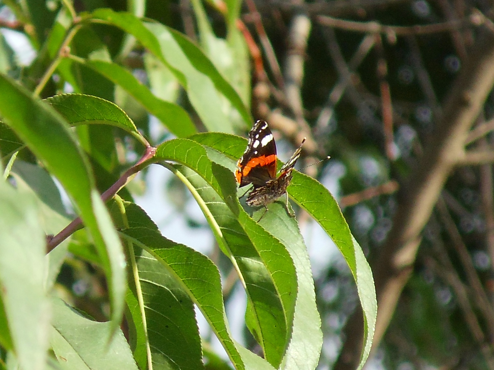 Creatie, arta si pasiune in fotografie...: Fluturele Amiral Rosu!