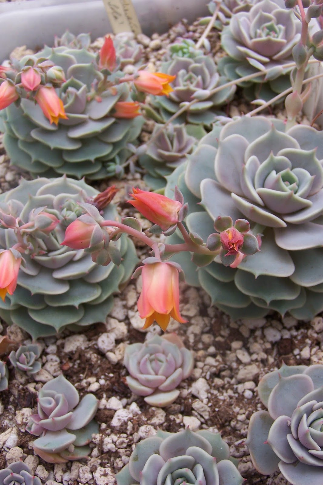 Oregon Cactus Blog: Echeveria 'Lola'