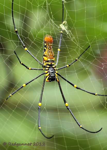 Redgannet: Day of days at Paser Ris, Singapore, Jan2012.