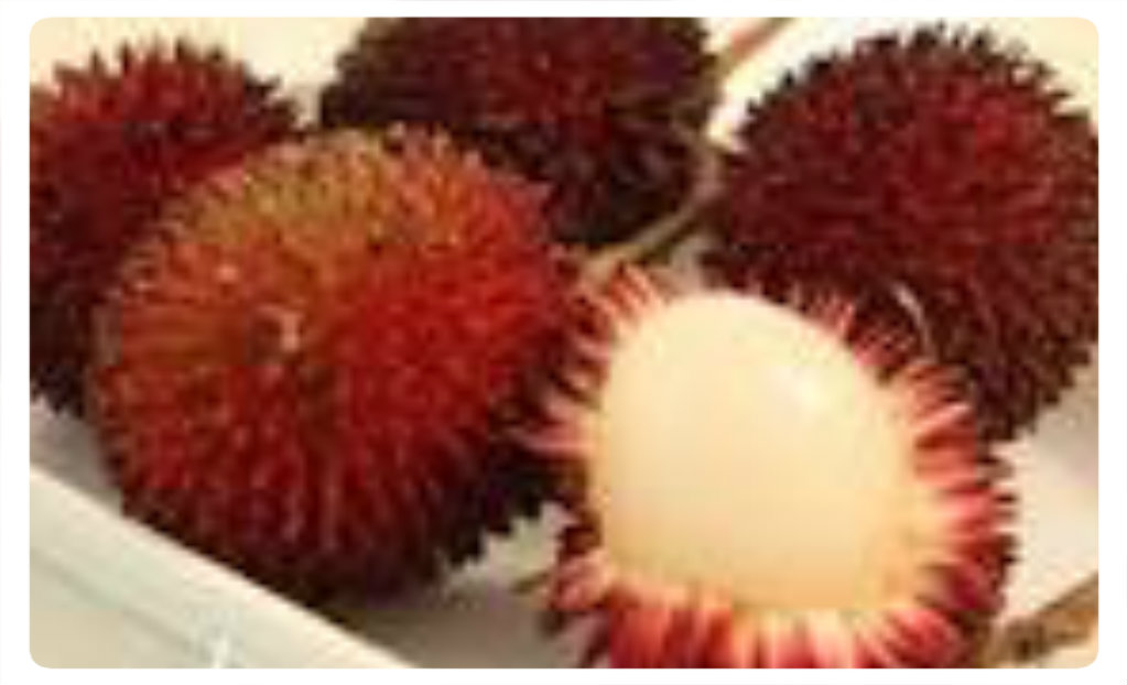 Cita Tani Nursery (NS0154959-D): Benih Pulasan