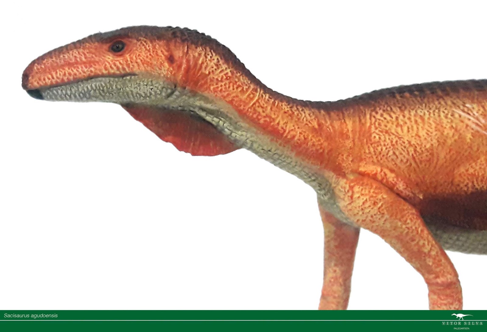Vitor Silva - Paleoartista: Sacisaurus
