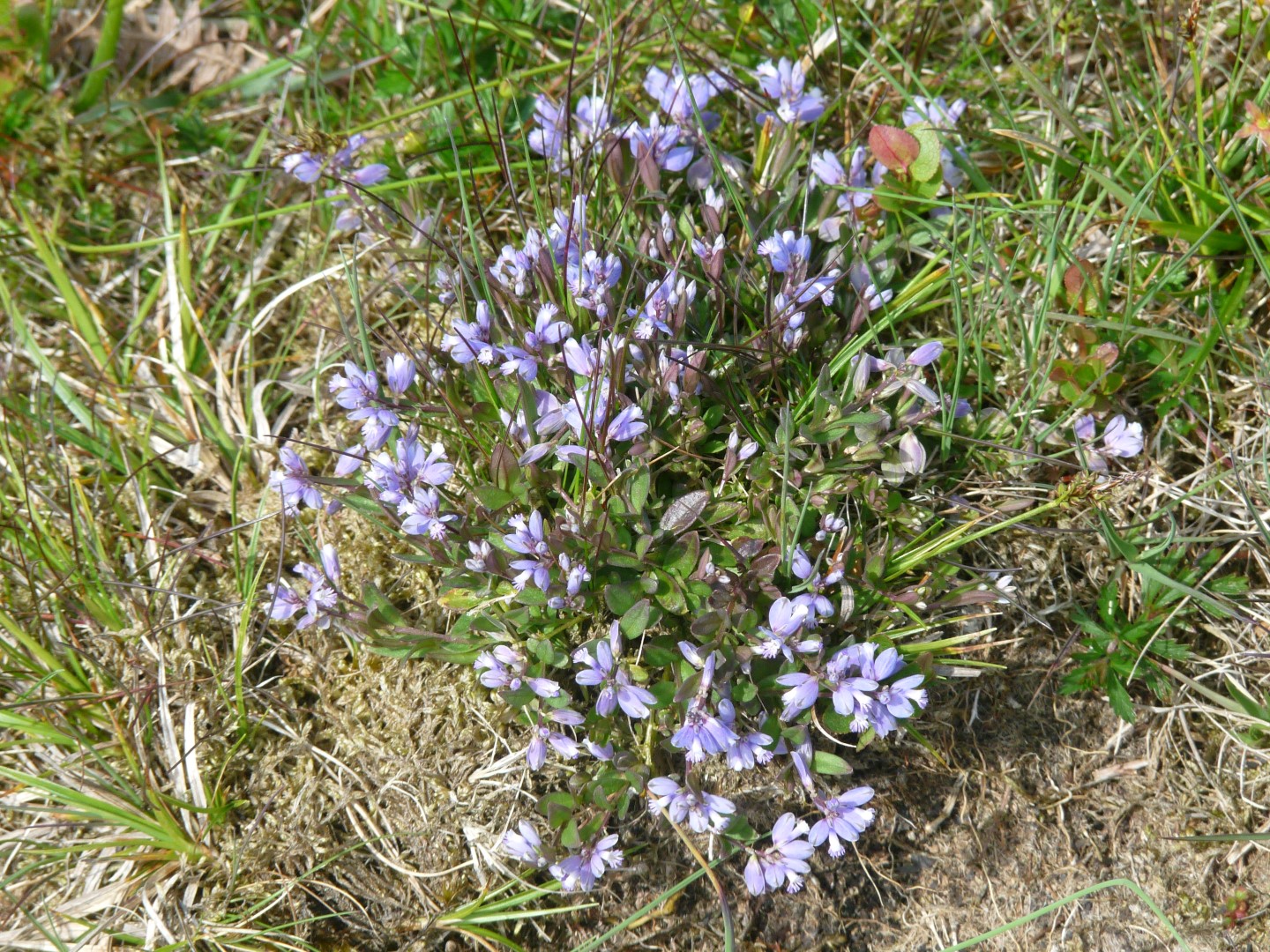 The Flora of Hutton Roof : Polygala vulgaris (Common Milkwort)