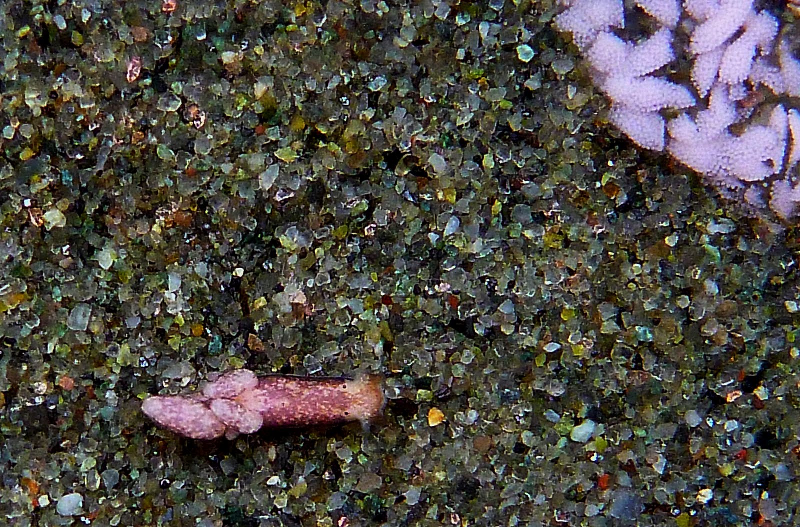 Buzz's Marine Life of Puget Sound: Sand Collar Season....or More Tiny ...
