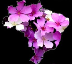 Crônica do Dia: JACATIRÃO DO BRASIL