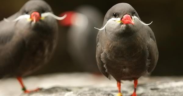 What time is o'clock?: Posh bird