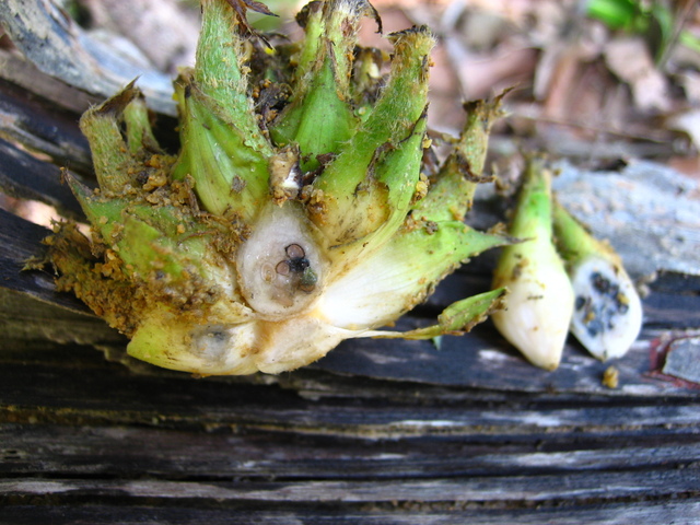 Wild Edible Plants ~ RimbaGunong
