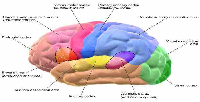 Brain Simulation- Creating Digital Model of Human Brain