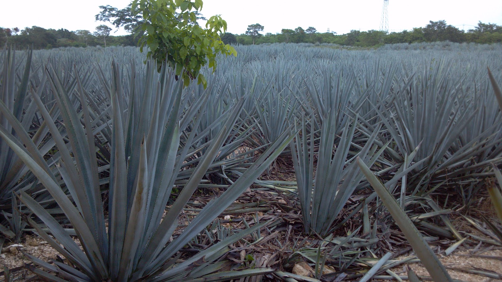 School Garden Adventures: From Mexico to Chicago: The Wonders of Blue Agave