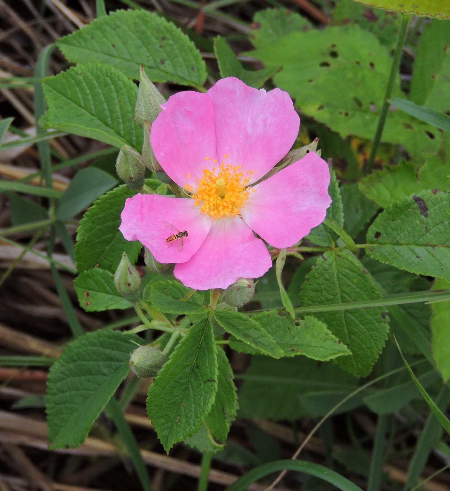 Springfield Plateau: War of the Roses