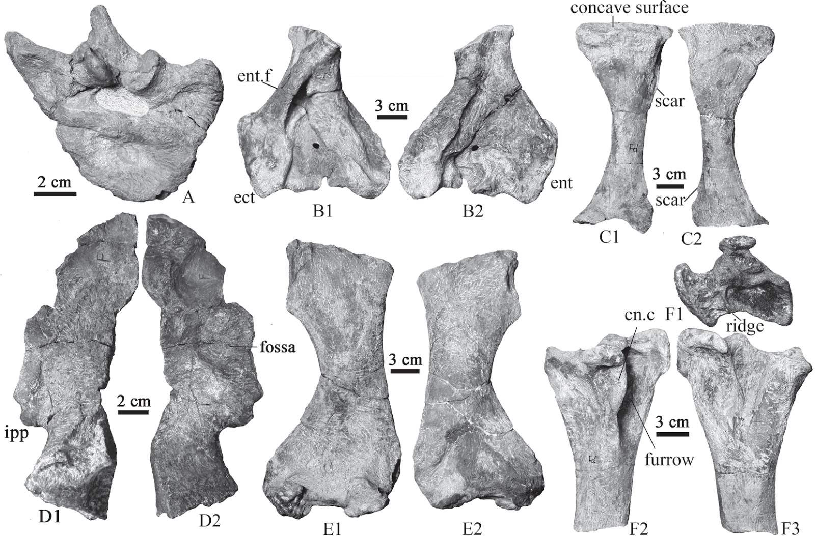 Sciency Thoughts: Dinocephalian Therapsids from the Middle Permian of ...