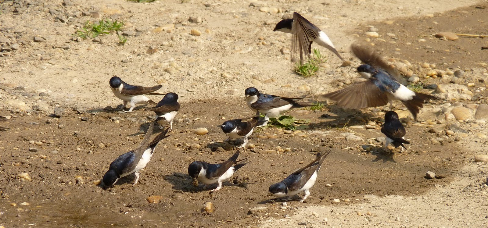 Kertünk madarai - kertem madarai: Egy (molnár) fecske nem csinál nyarat