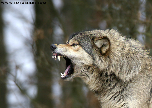 White Wolf : Tails high, stand tall and snarl: Fascinating pictures of ...