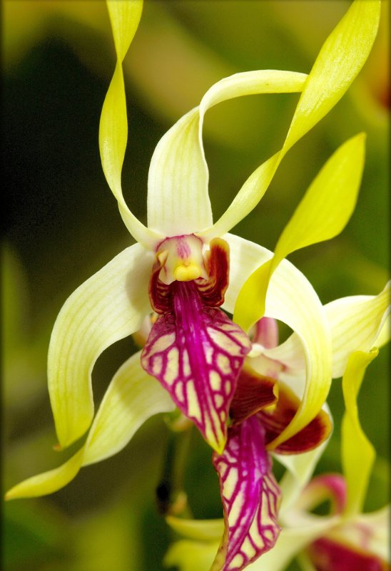 Flower Bouquet Zamboanga City at Isaac Dadson blog