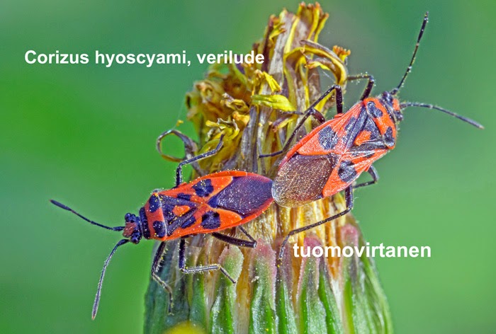 tuomovirtanen: Suomen luteet-Heteroptera-Bugs of Finland