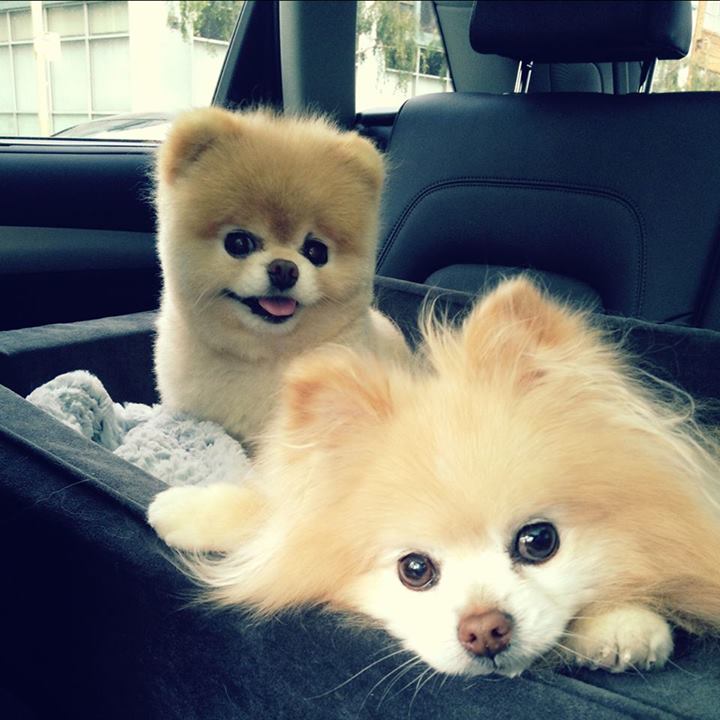 BANCO DE IMÁGENES: 60 fotos de Boo, el perrito más hermoso del mundo ...