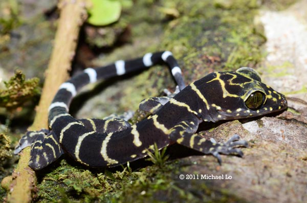 The rainforests of Borneo & Southeast Asia: Giant bent-toed Gecko from ...