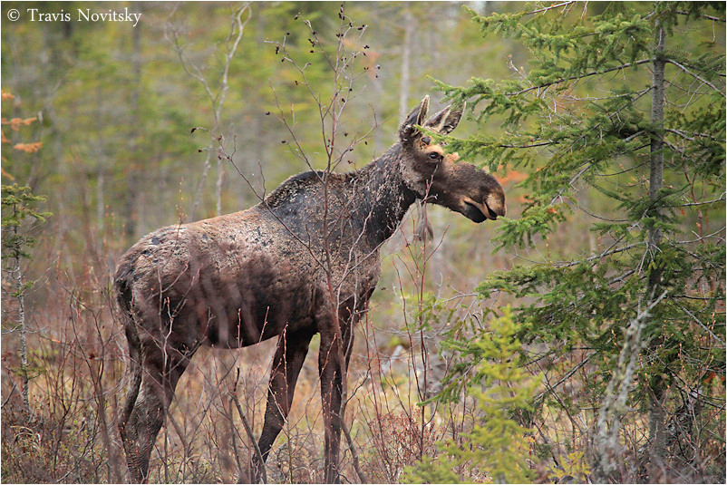Photography by Travis Novitsky - Photo Journal: Spring Moose
