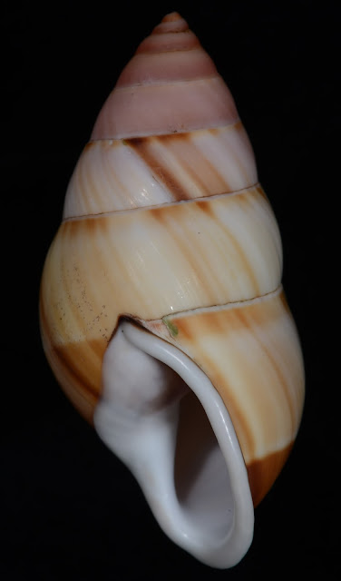 Dr. Lee's Gallery Museum: Amphidromus inversus annamiticus 56.25mm ...