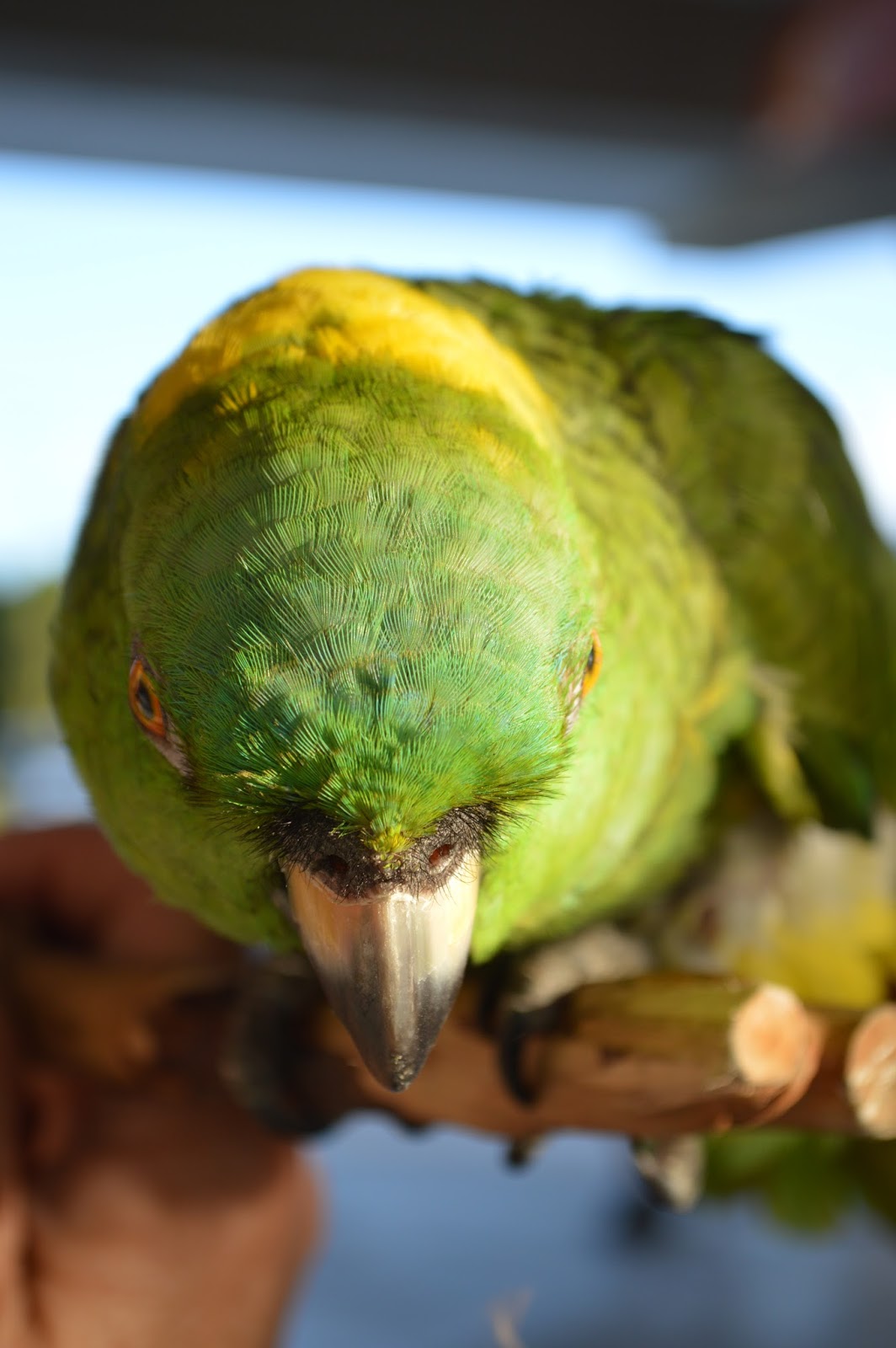 Key Largo Florida: Photographing plants, animals, and a sunset boat ride!
