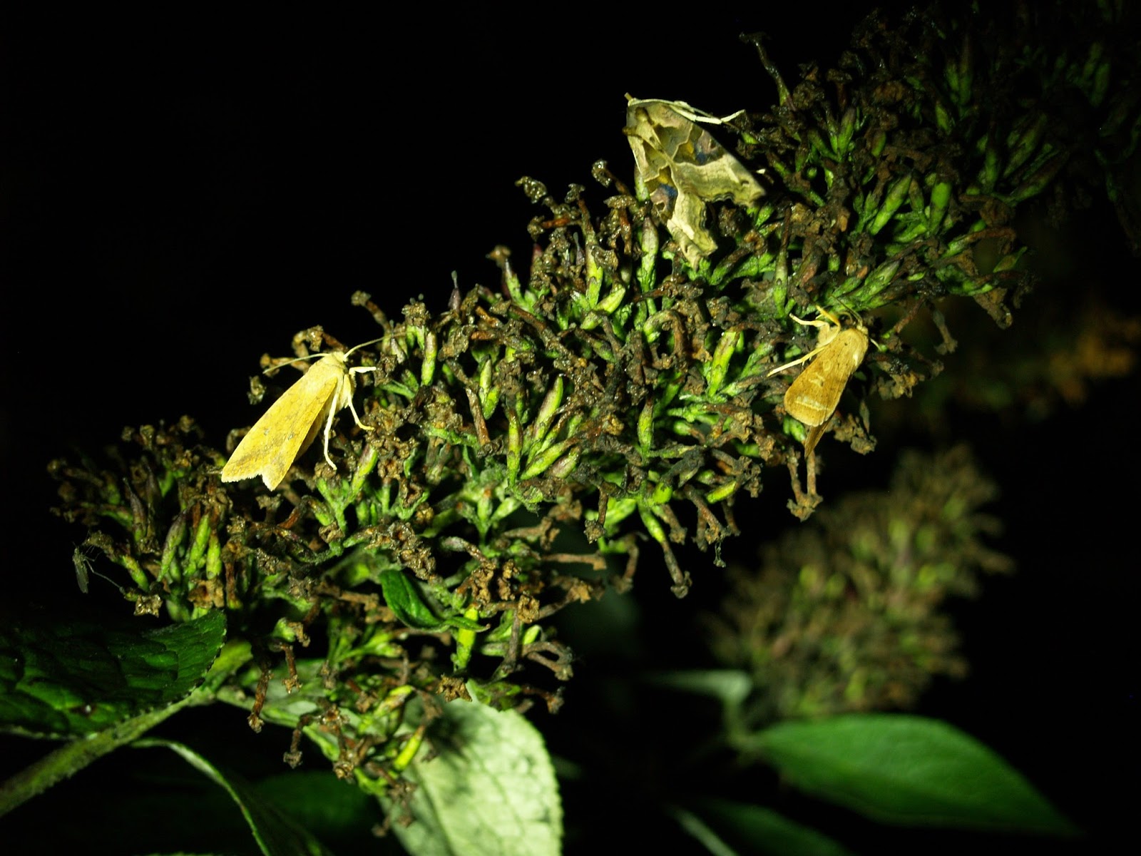 The Montgomeryshire Moth Group Blog: 'Sugaring' for Autumn Species