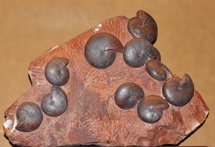 Catalogue of Organisms: The Age of the Ceratites