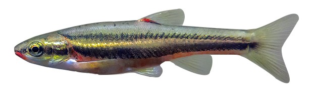 Virginia Tech Ichthyology Class : A Rare Peek at Clinch Dace Spawning ...