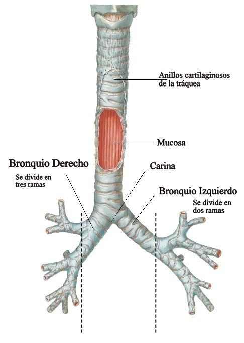 URGENCIAS Y EMERGENCIAS EXTRAHOSPITALARIAS: Anatomía básica del aparato ...