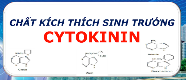 Cytokinin là gì và vai trò của Cytokinin