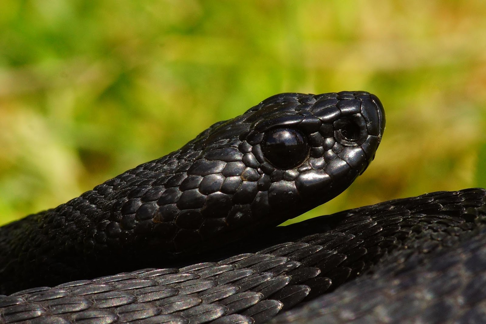 Specii de șerpi din România