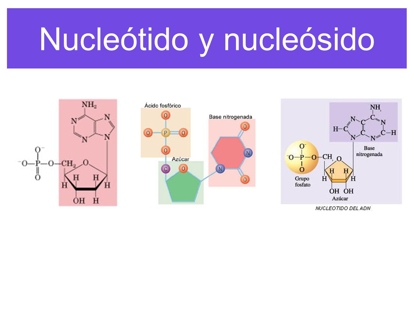 Biología celular: Introducción a la biología celular