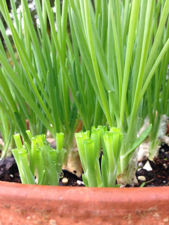 The Rainforest Garden: Grow the Garlic, Leeks and Onions in your Fridge