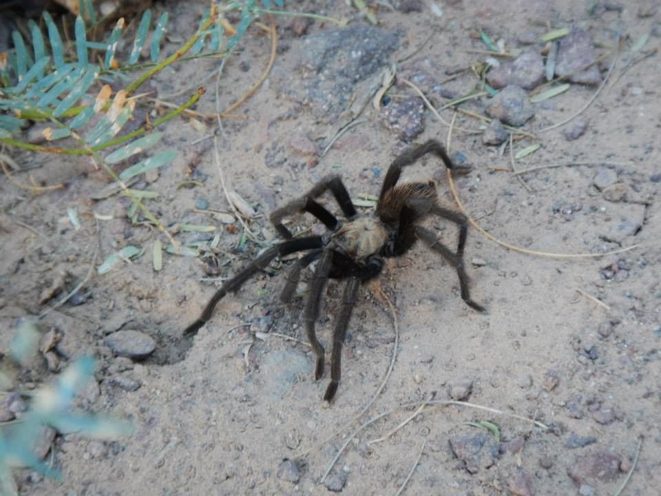 TOPONAUTIC Outdoor News-Events-Recipes: Colorado River Trip-Black ...