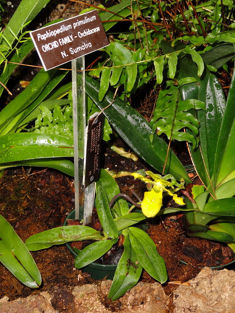Paphiopedilum primulinum care and culture | Travaldo's blog