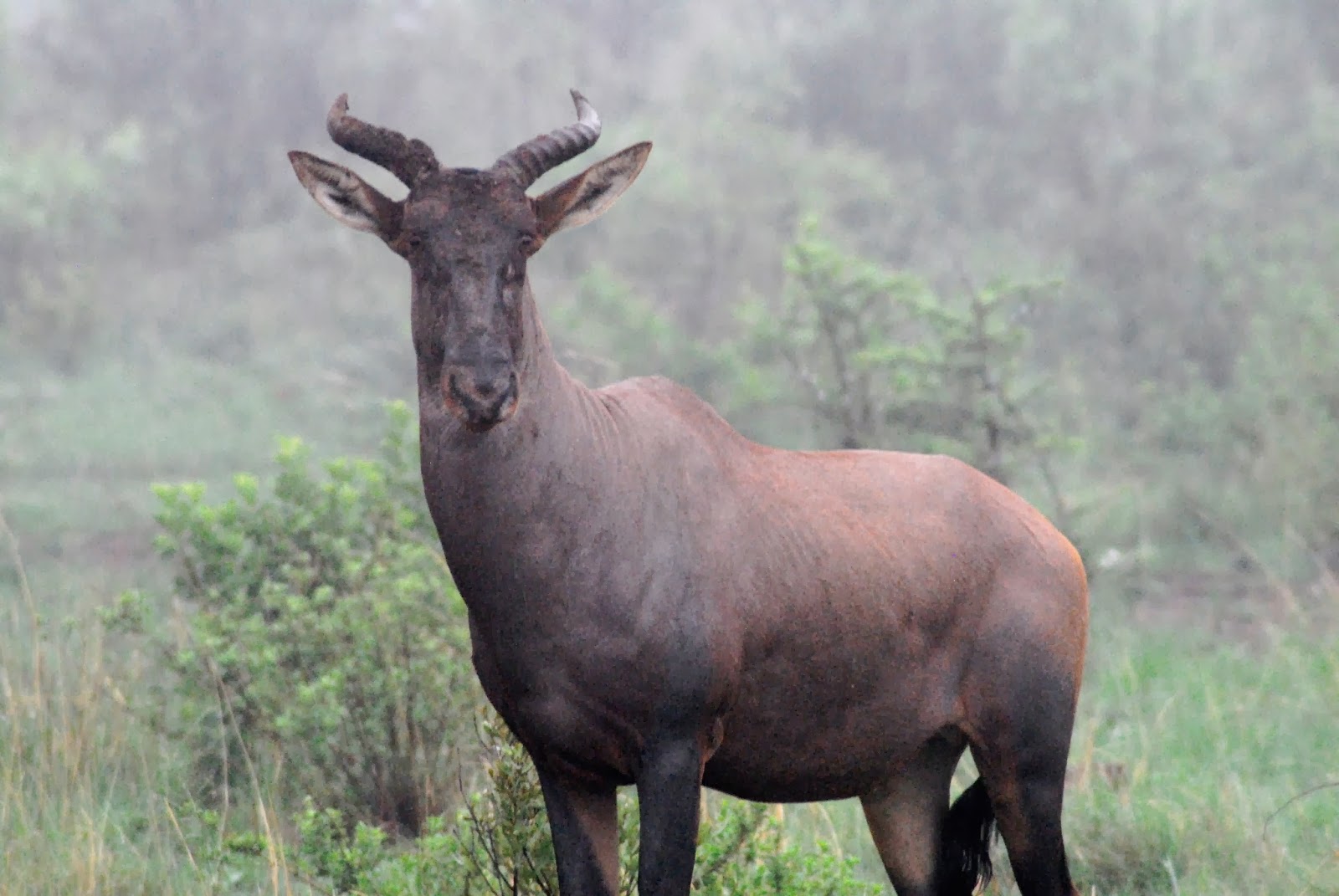 The Great Wildebeest Migration: Boxing Day Firsts