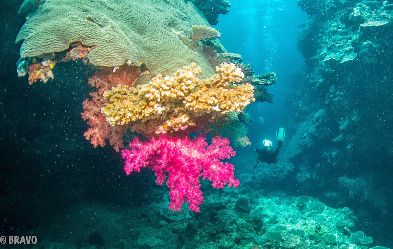 Voyage of Bravo: Exploring the Great Astrolabe Reef.....something for ...