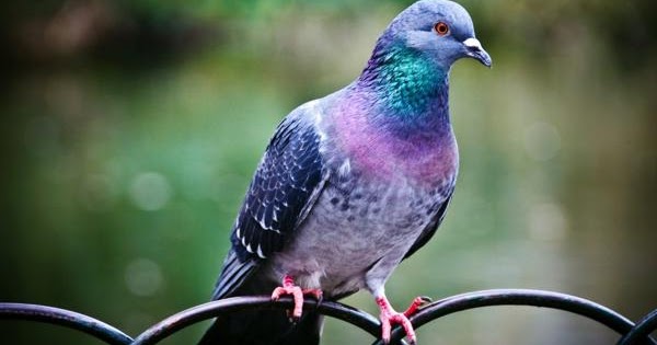 Noticias que me interesan: ¿Las palomas pueden aprender a leer?