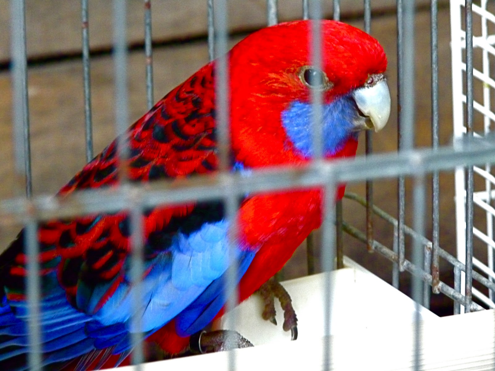 Sightseer: Paris Bird Market