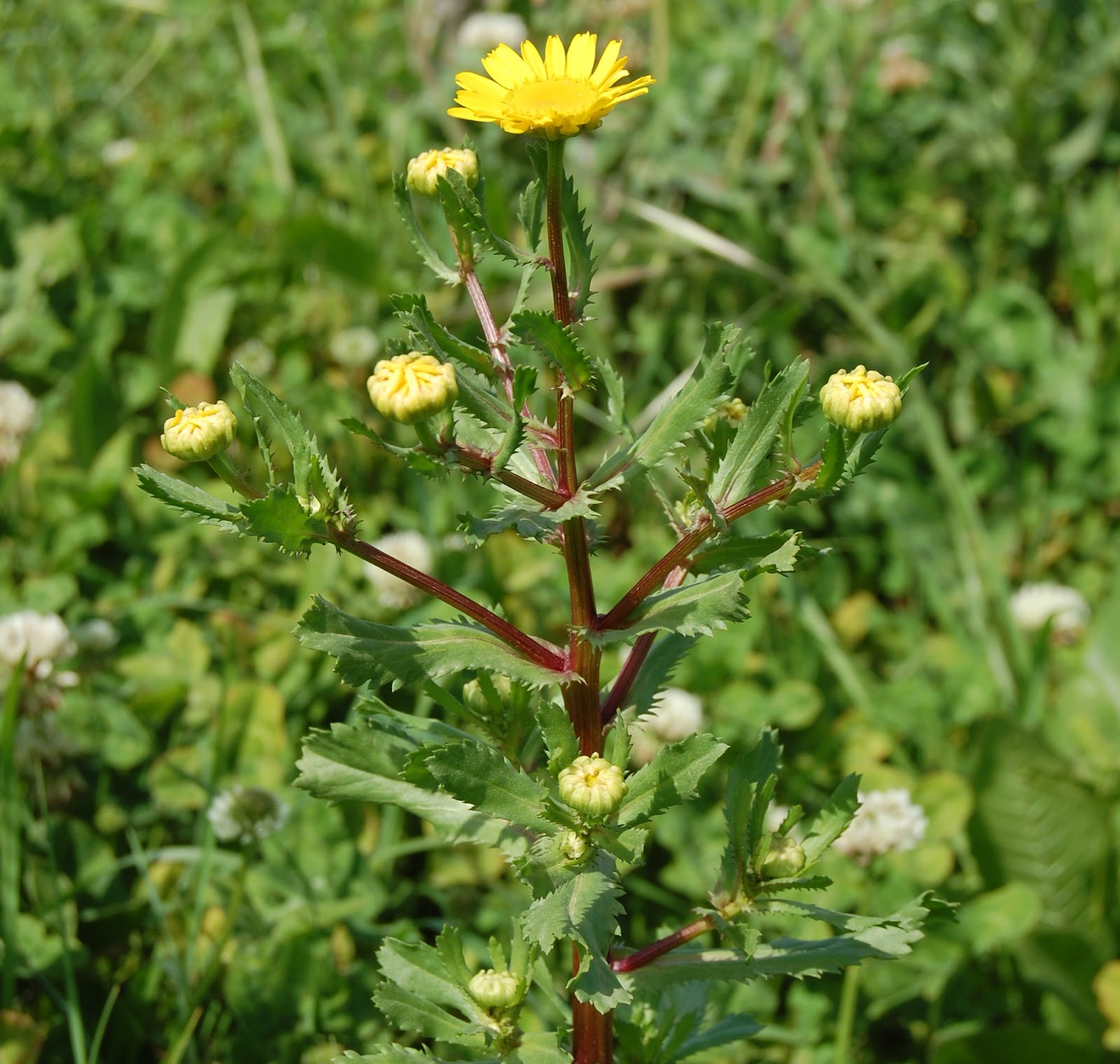 Coleostephus myconis - Alchetron, The Free Social Encyclopedia