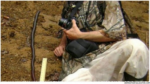 Video :Cacing Bersaiz Raksasa Yang Terbesar Didunia . - Gaban Comel