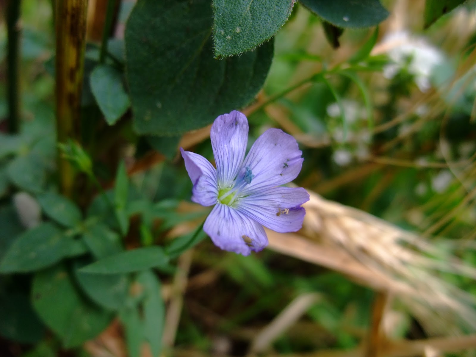 LINSEED FLOWER / FLAX SEED | Secret of Herbal Therapy, Treatment and ...