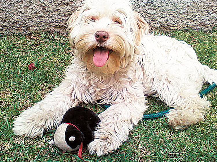 Para casas y departamentos aconsejan canes domésticos | Mis Mascotas