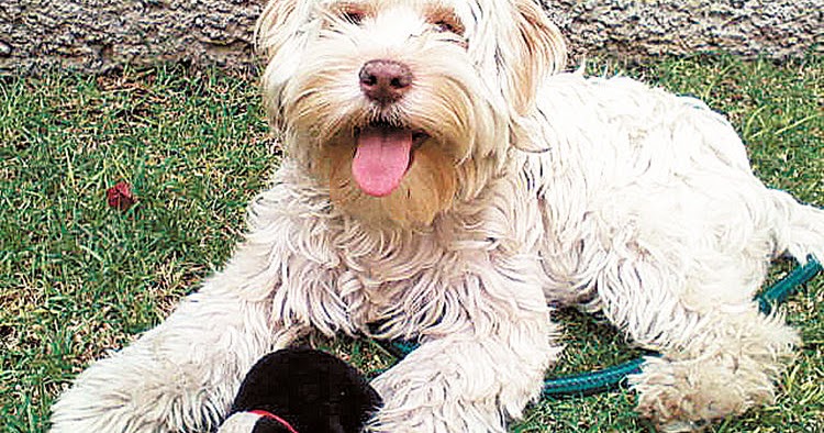 Para casas y departamentos aconsejan canes domésticos | Mis Mascotas