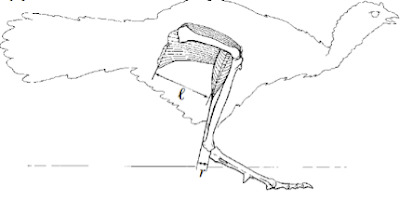 JB Morin - Sport Science: Sprint Acceleration Mechanics: The Major Role ...