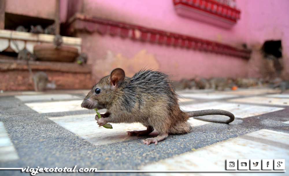 Todas las fotos del templo de las ratas de Bikaner (Karni Mata ...