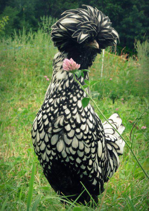 A very stylish silver polish chicken...cool hairstyle | Most Beautiful ...