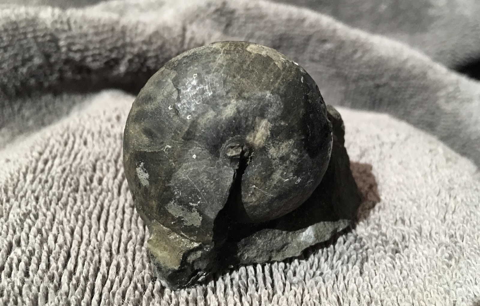 FOSSIL HUNTRESS: MIDDLE TRIASSIC-ANISIAN AMMONOID